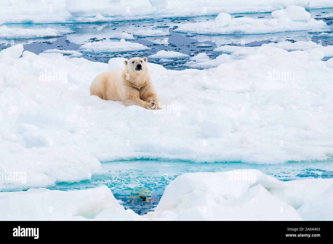 Large polar bear lying on a large ice pack in the Arctic Circle ...