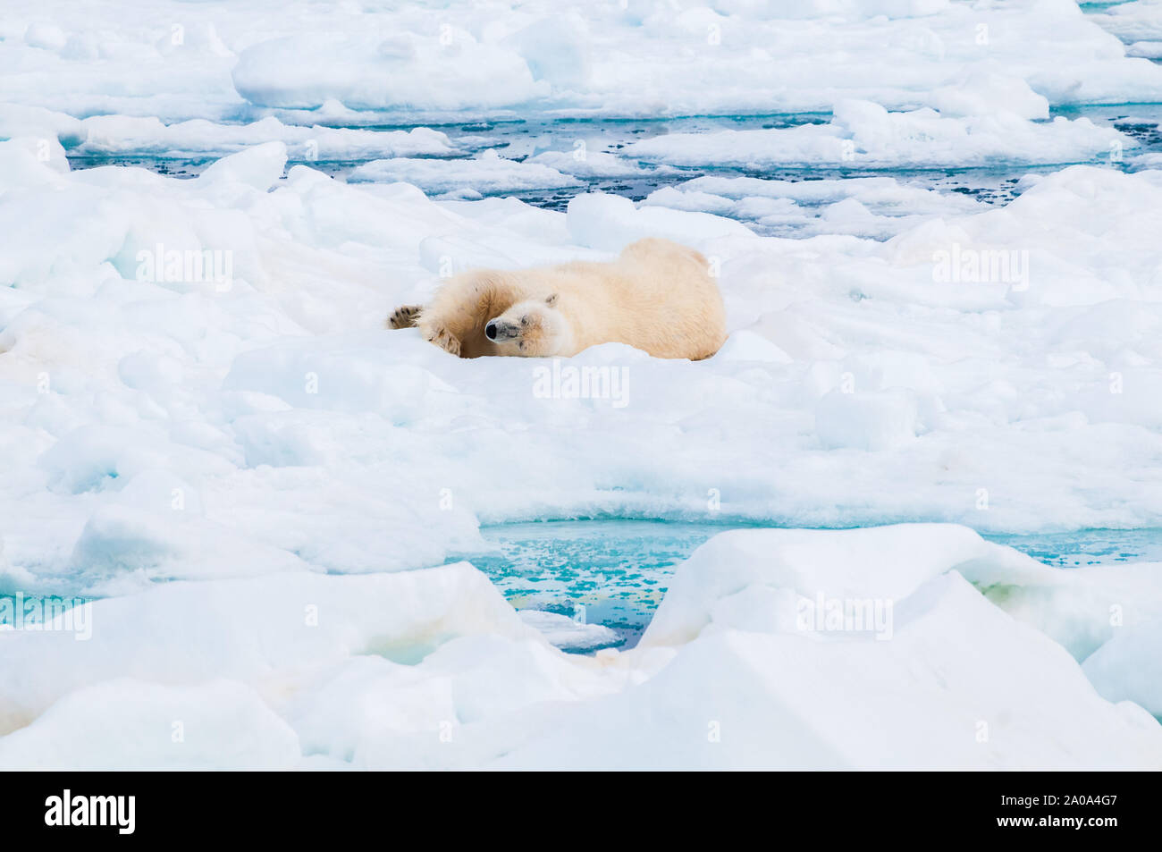 Large polar bear lying on a large ice pack in the Arctic Circle ...