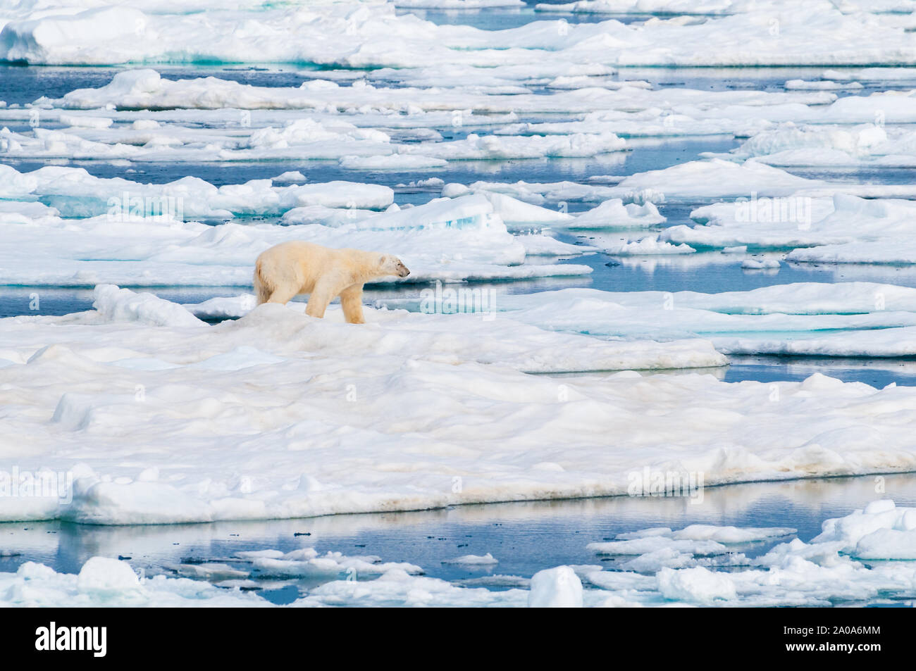 Large polar bear walking on a fragmented ice pack in the Arctic Circle ...