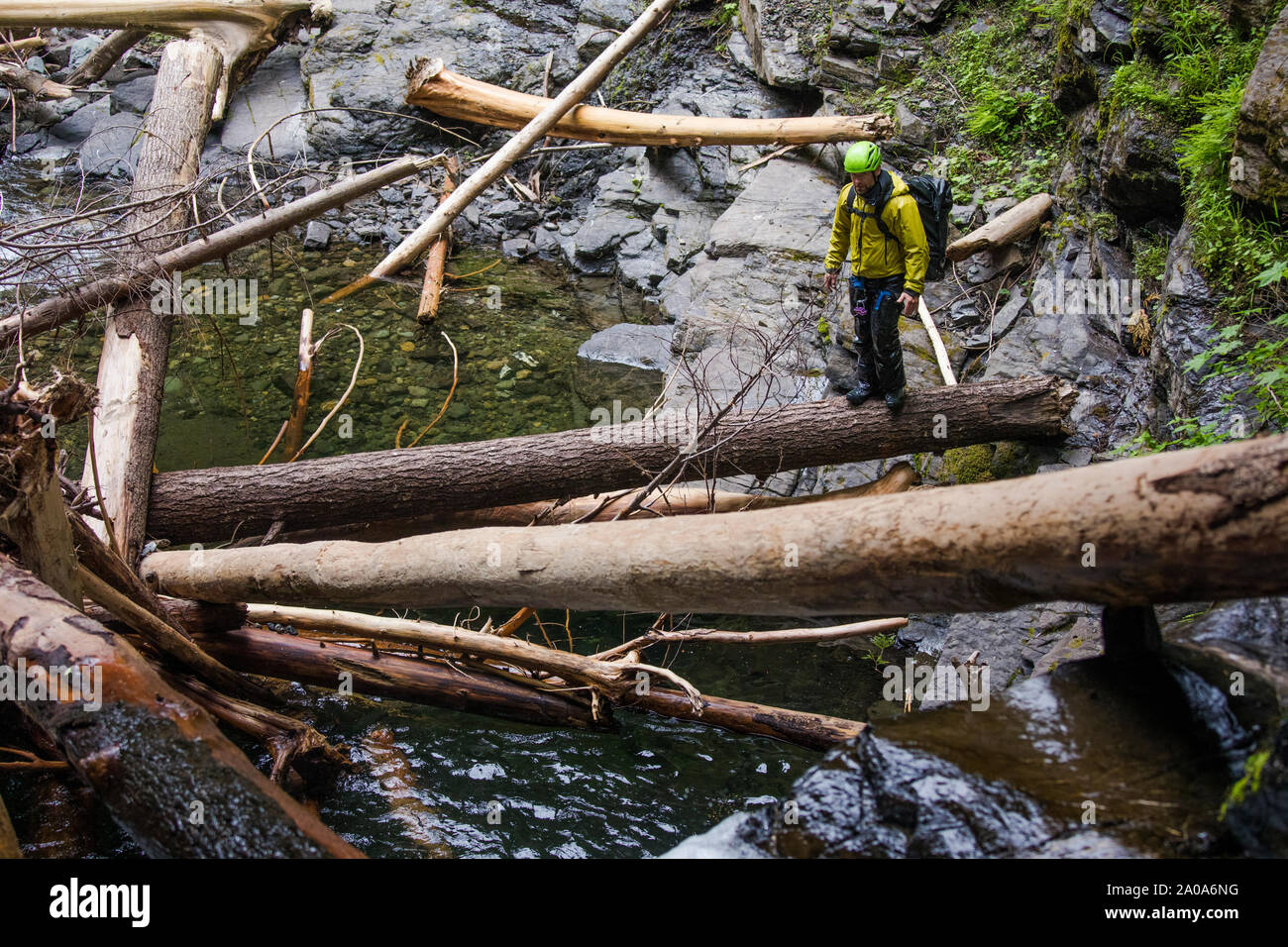 Hiker balances on fallen log beside Frost Creek, B.C., Canada Stock ...