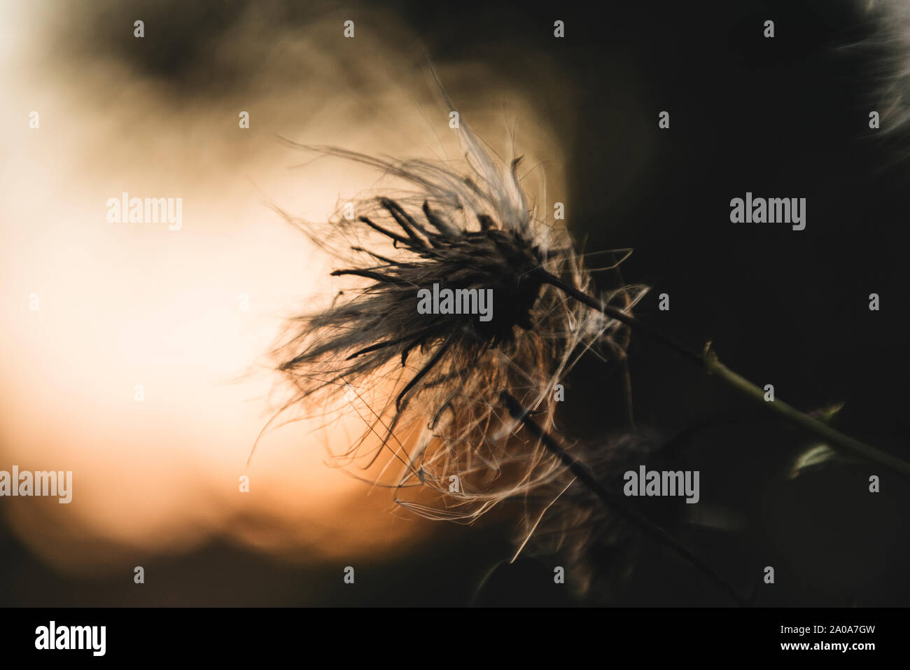 Weed up hi-res stock photography and images - Alamy