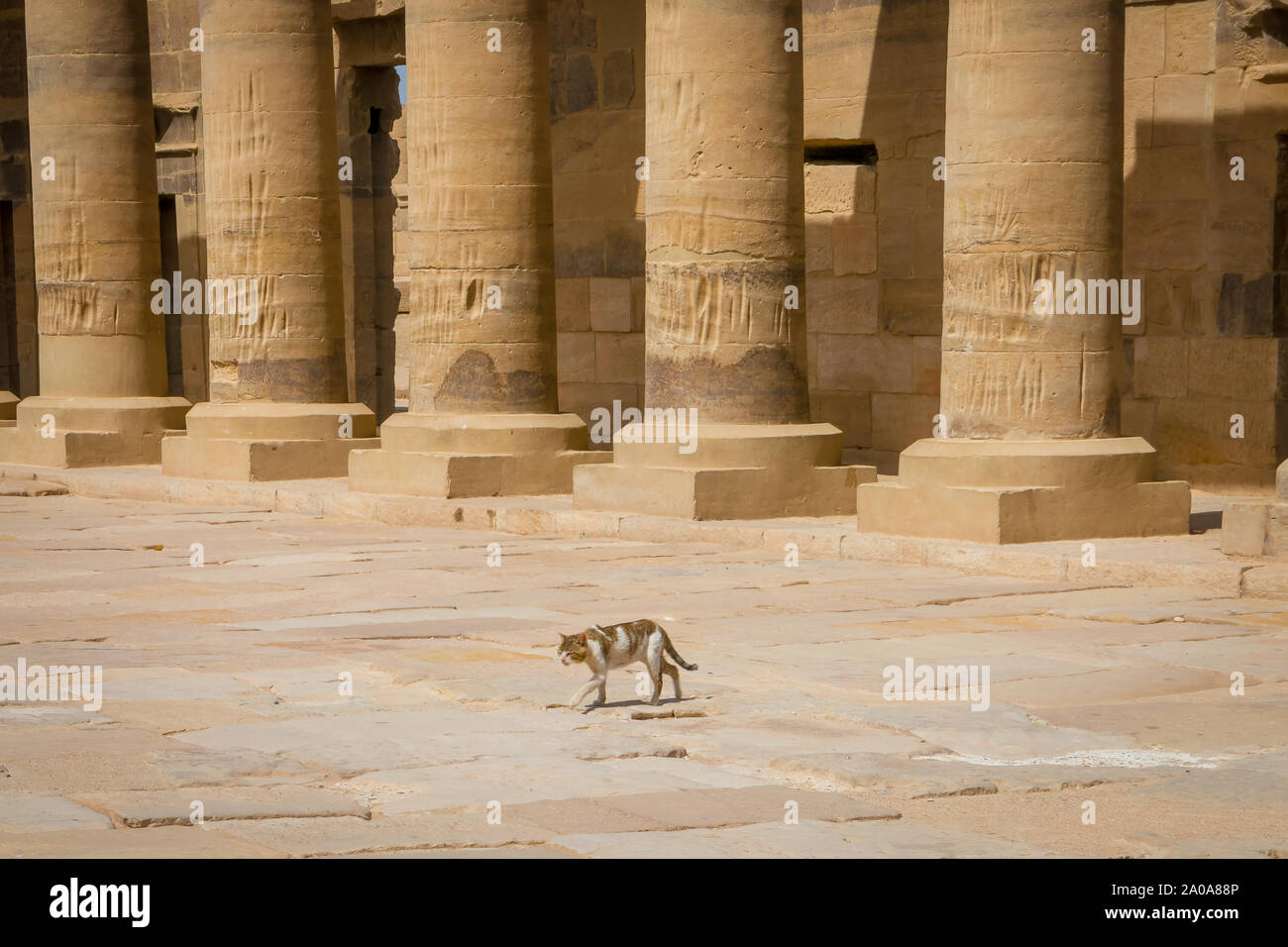 Egypt. Cat in porticado access to the temple dedicated to the goddess ...