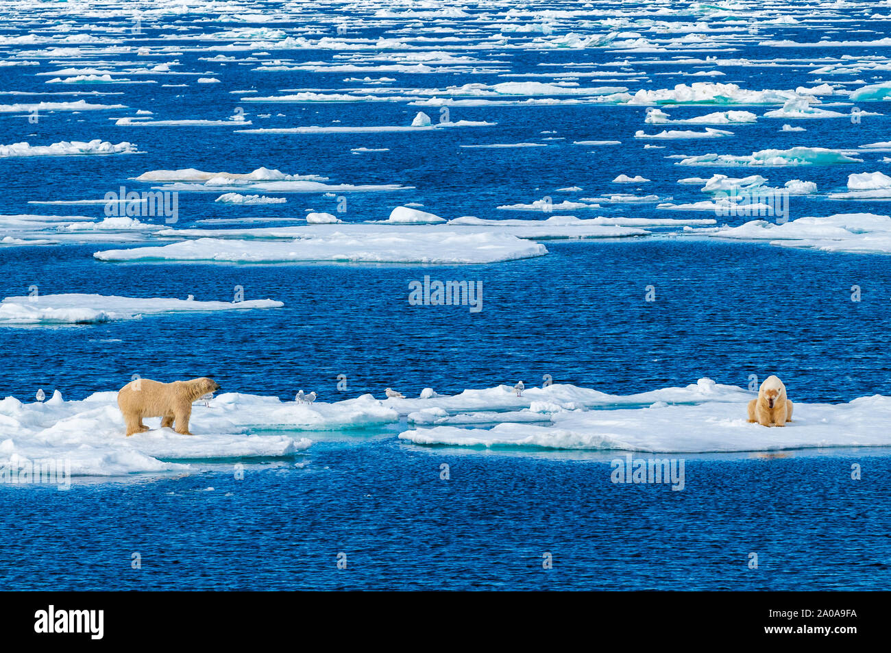 Two large polar bears on a small ice pack in the Arctic Circle ...