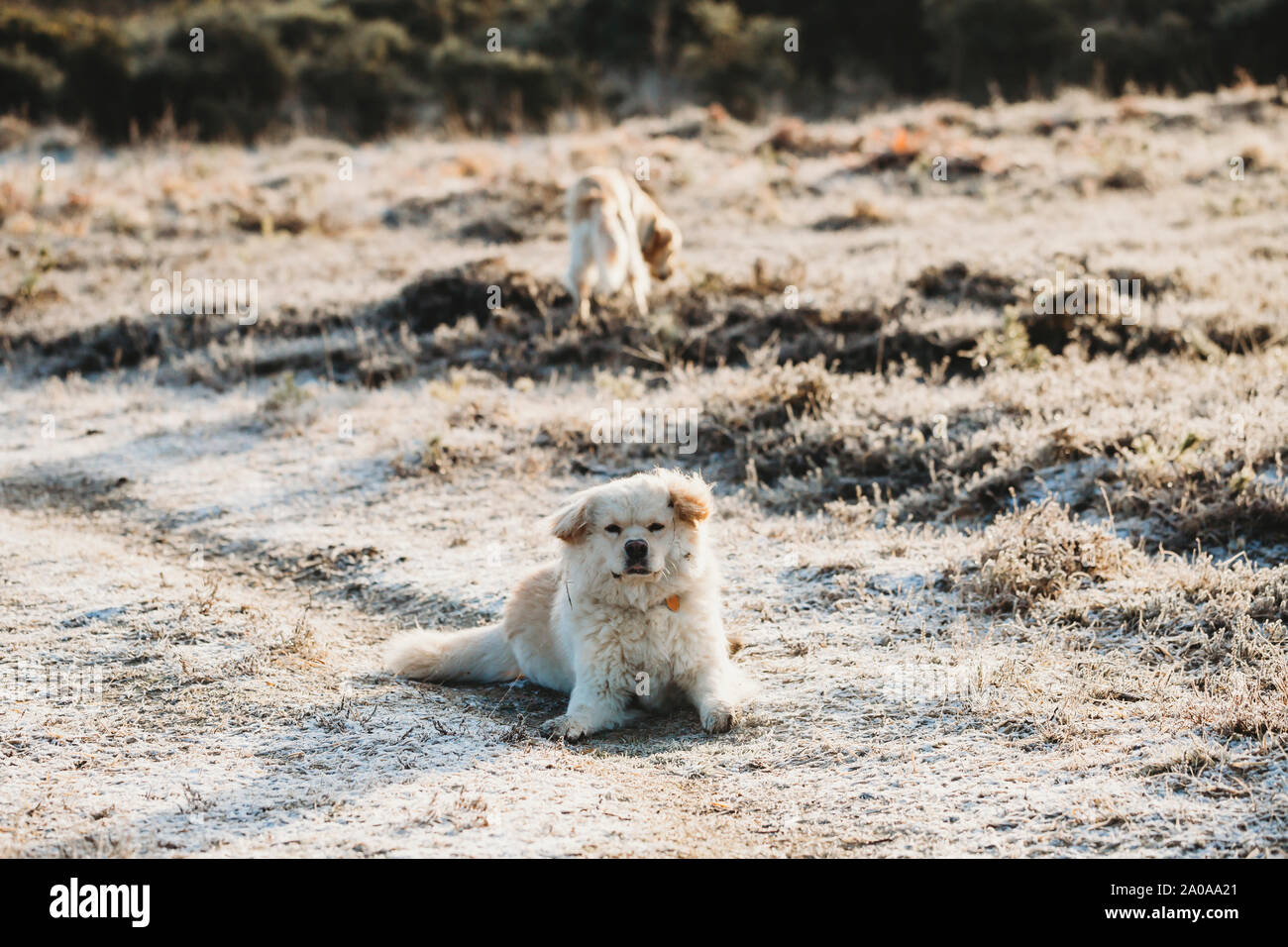 Cute fluffy dog lying down looking at camera Stock Photo - Alamy