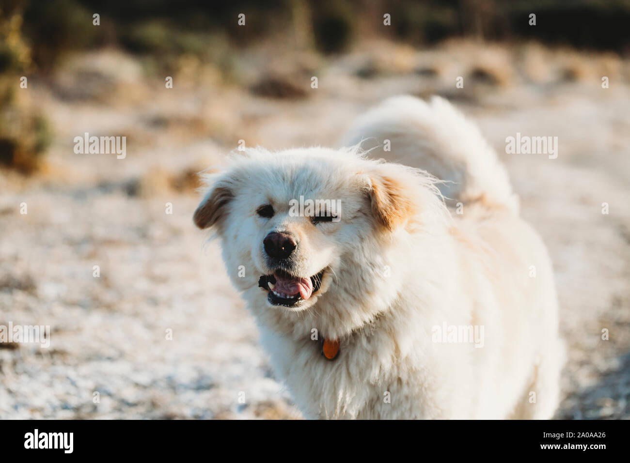 Eye-level view of cute furry dog Stock Photo - Alamy