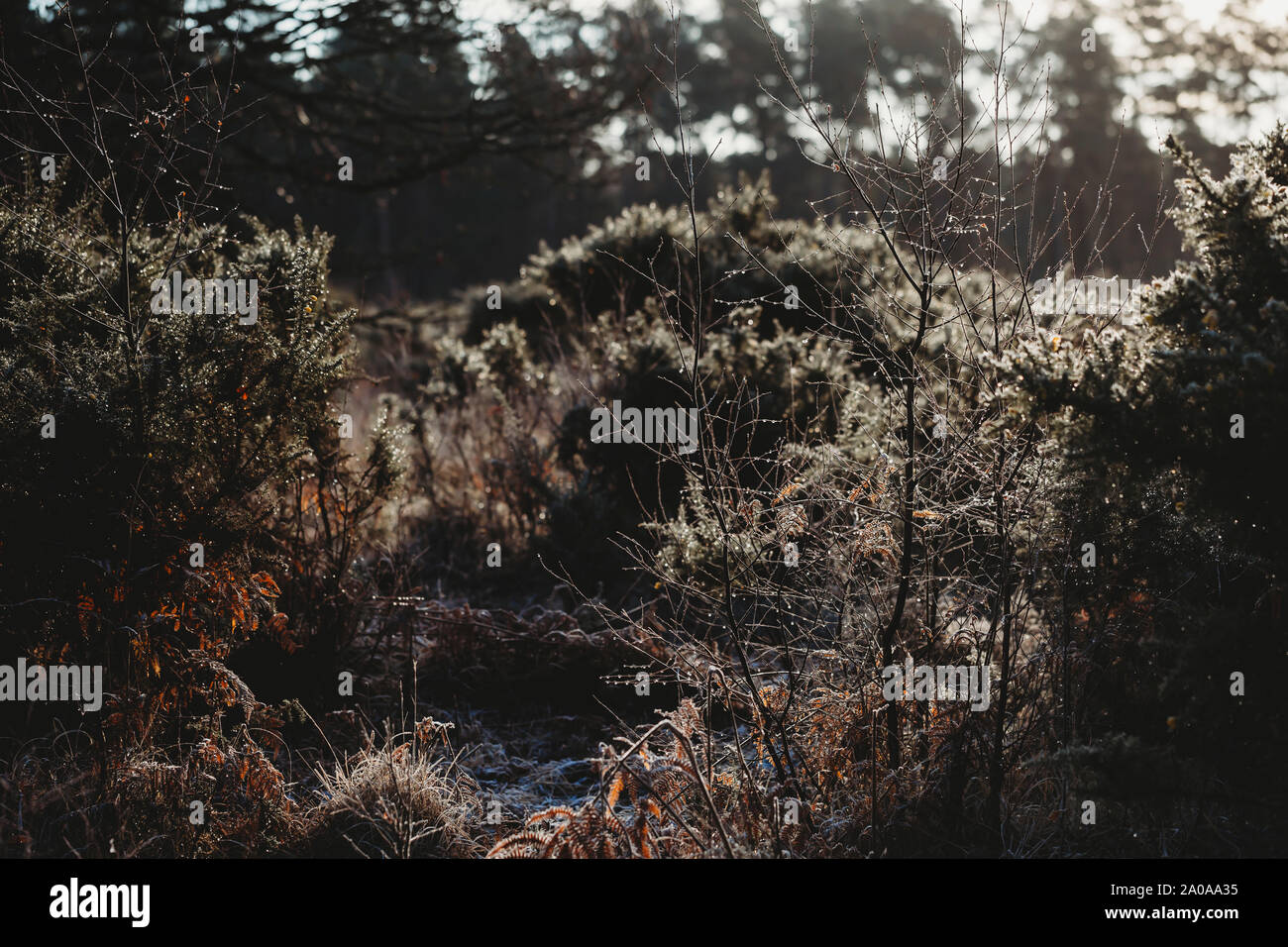 Cold morning light hi-res stock photography and images - Alamy