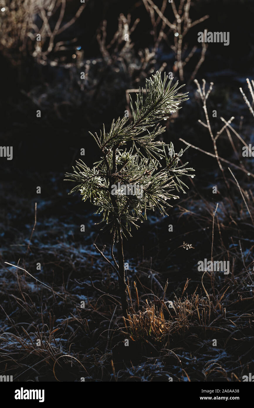 Sapling tree hi-res stock photography and images - Alamy