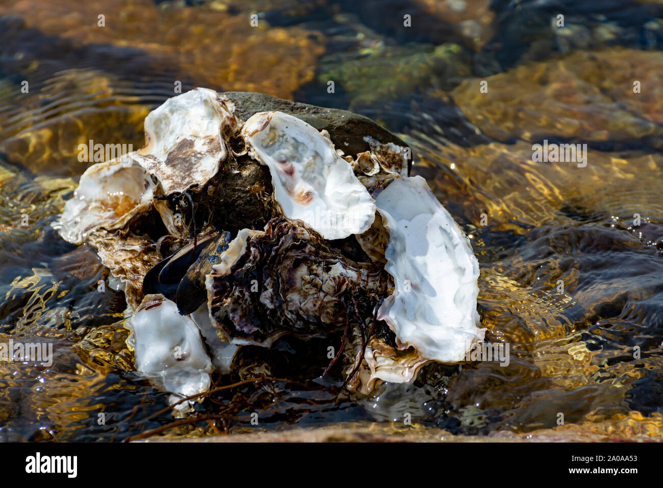 Oyster shell construction hi-res stock photography and images - Alamy