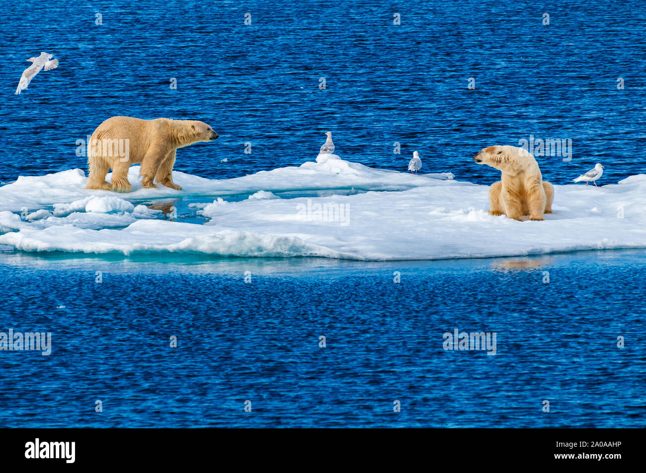 Two large polar bears on a small ice pack in the Arctic Circle ...