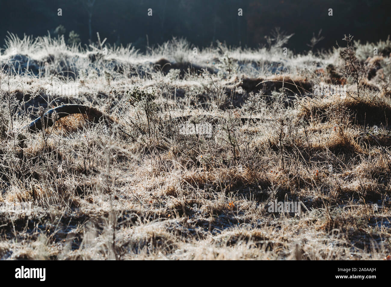 Scrubland hi-res stock photography and images - Alamy