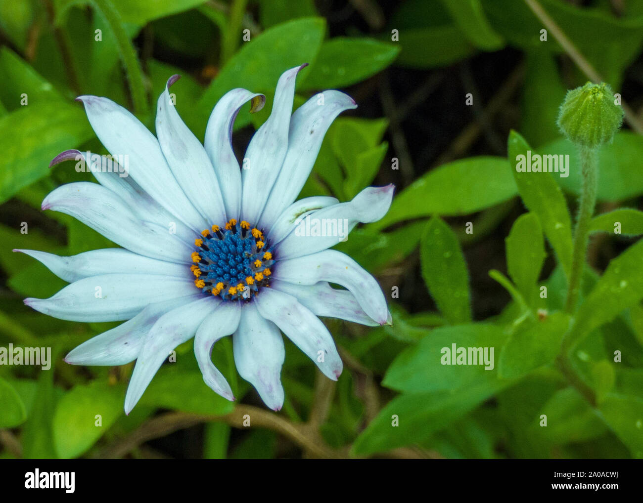Blue flower orange anther closeup Stock Photo - Alamy
