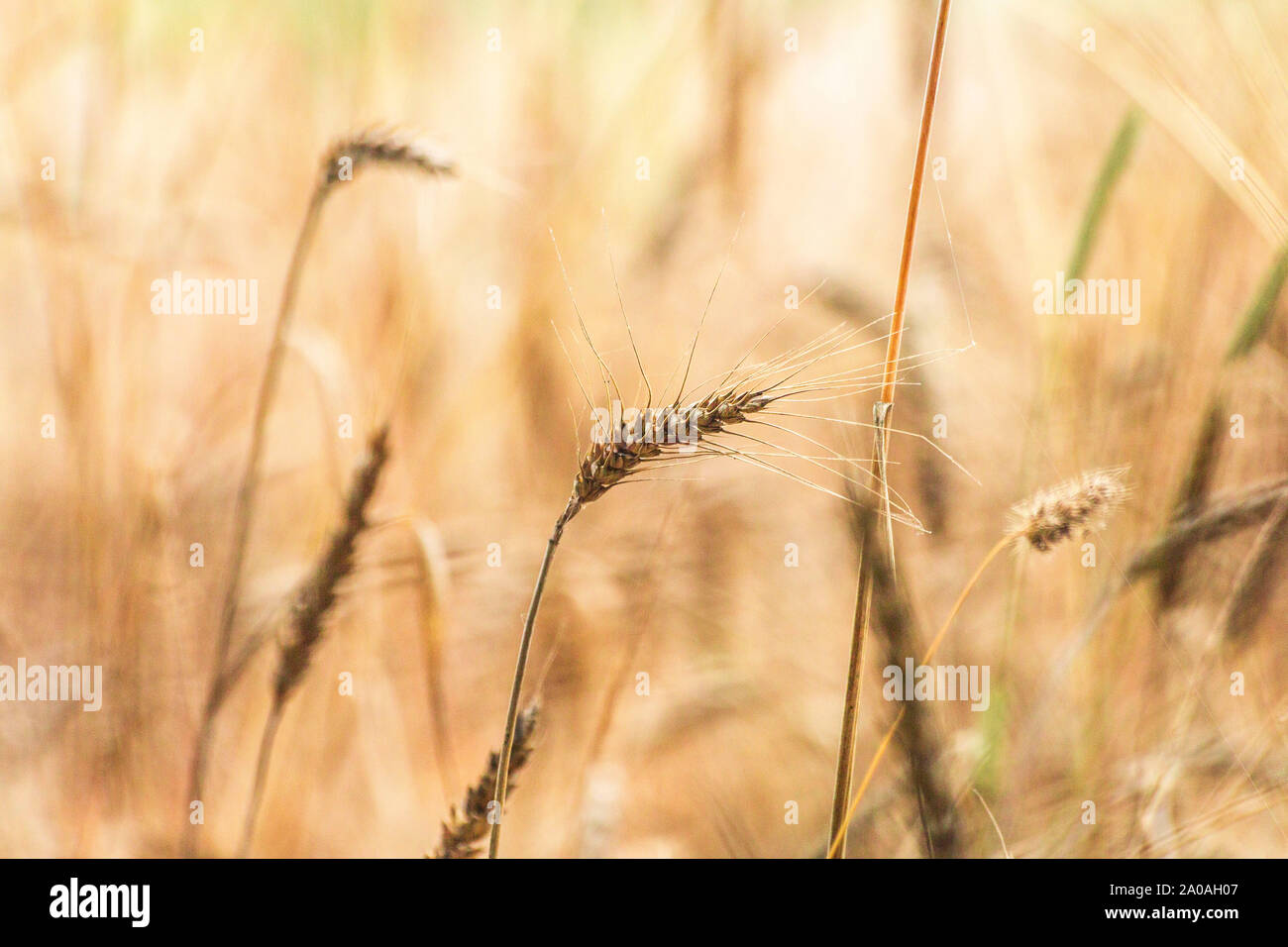 Dried wheat field in summer Stock Photo - Alamy