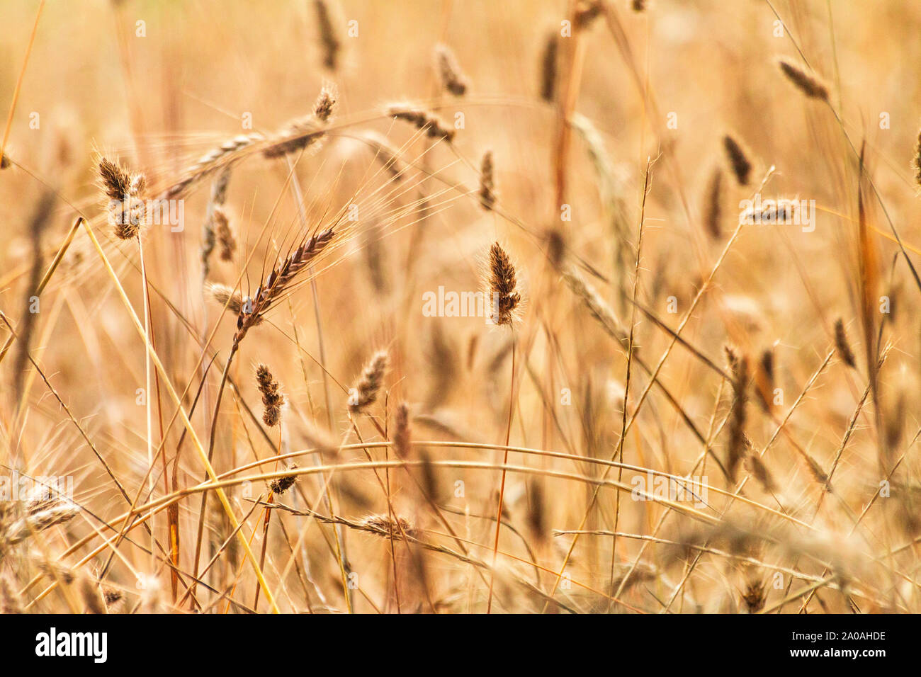 Dried wheat field hi-res stock photography and images - Alamy