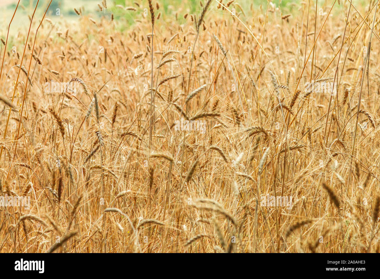 Dried wheat field in summer Stock Photo - Alamy