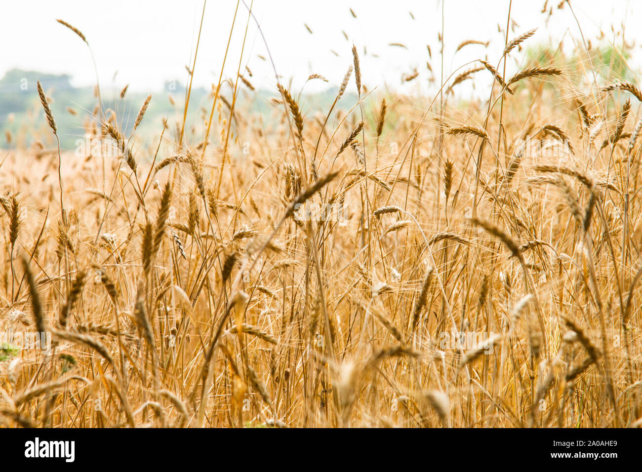 Dried wheat field hi-res stock photography and images - Alamy