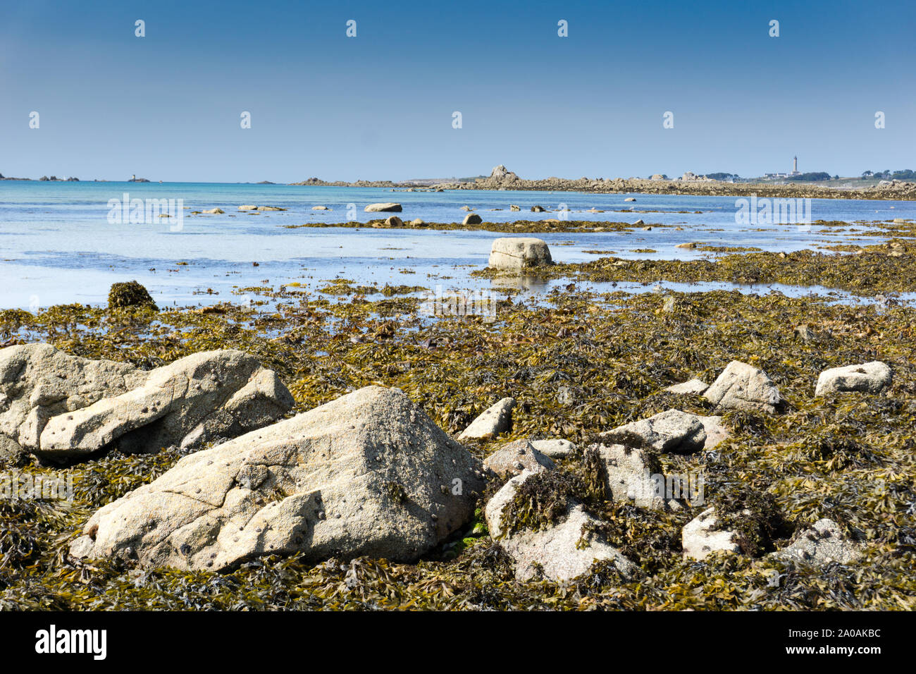 Algae beds hi-res stock photography and images - Alamy