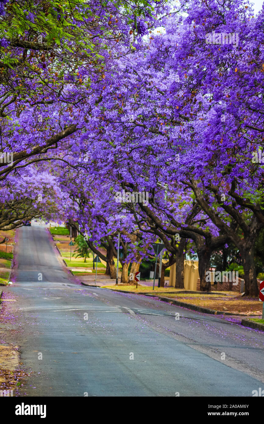 Purple Jacaranda bloom street in Spring summer in Pretoria South Africa ...