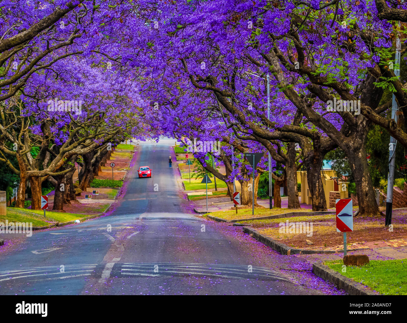 Purple Jacaranda bloom street in Spring summer in Pretoria South Africa ...