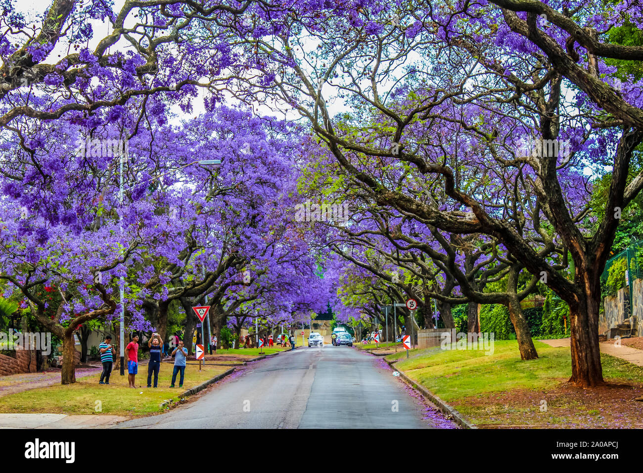 Purple Jacaranda bloom street in Spring summer in Pretoria South Africa ...
