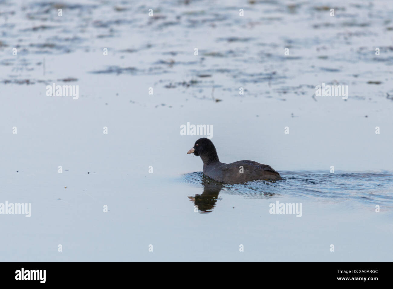 Eurasian coot bird swimming hi-res stock photography and images - Alamy