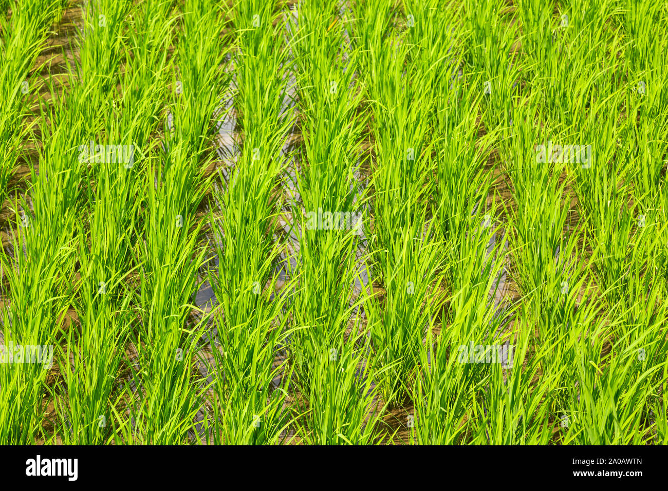 View of rice fields detail in Java, Indonesia, Asia Stock Photo - Alamy