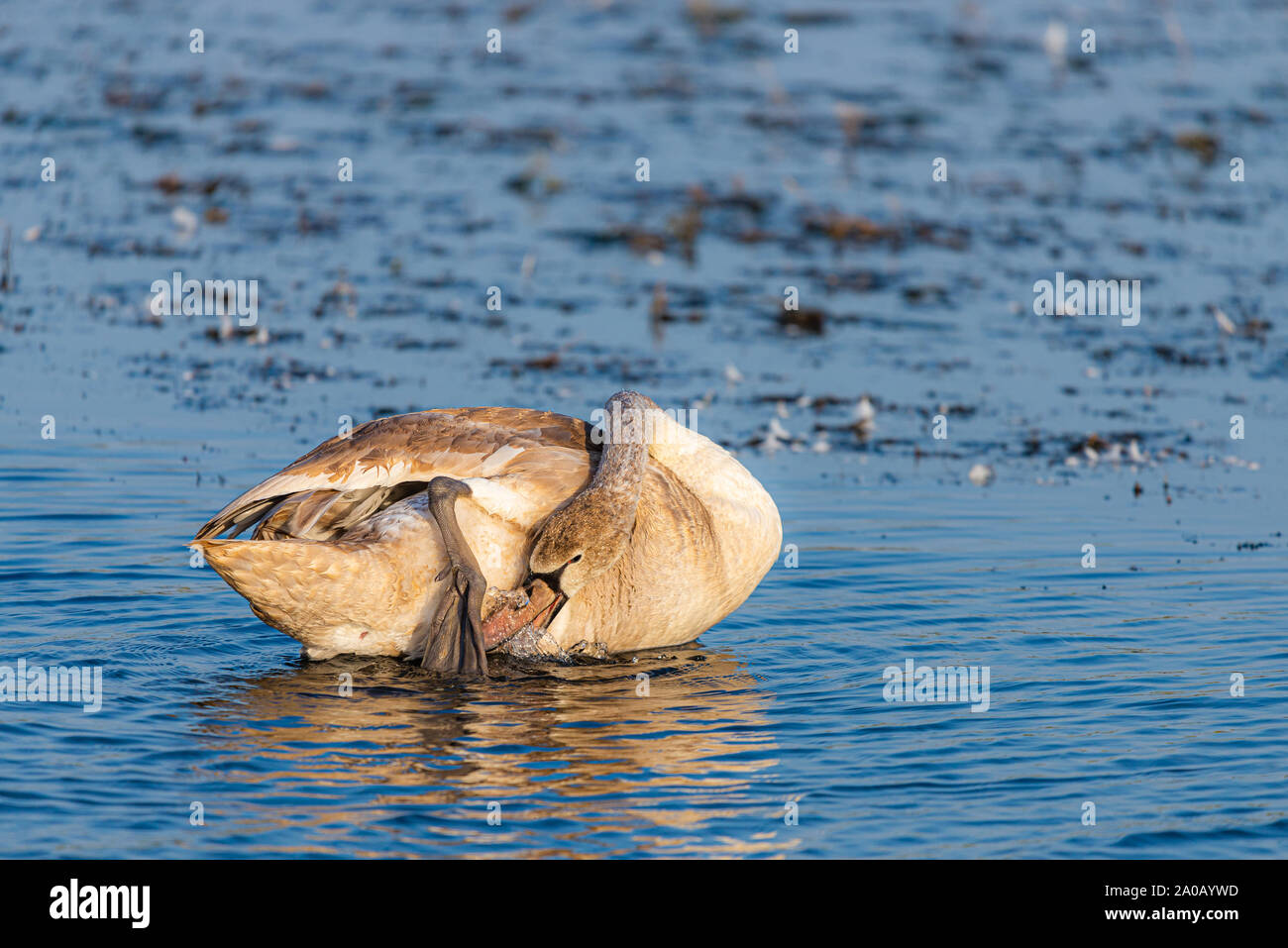 Grey swan taking a bath and cleaning its feathers in the pond Stock ...