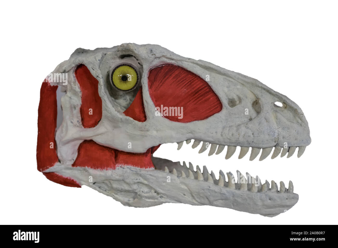 Velociraptor dinosaur on white background hi-res stock photography and ...