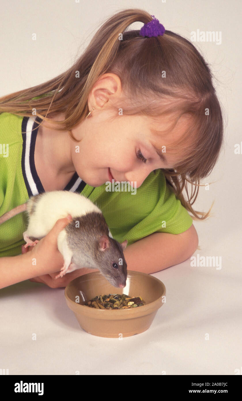 Female Rat High Resolution Stock Photography and Images - Alamy
