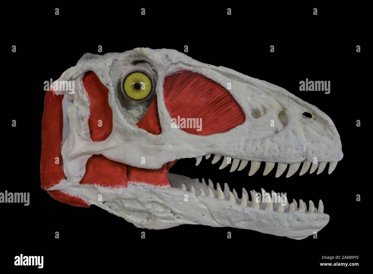 Skull and facial muscles dangerous and carnivore velociraptor isolated ...