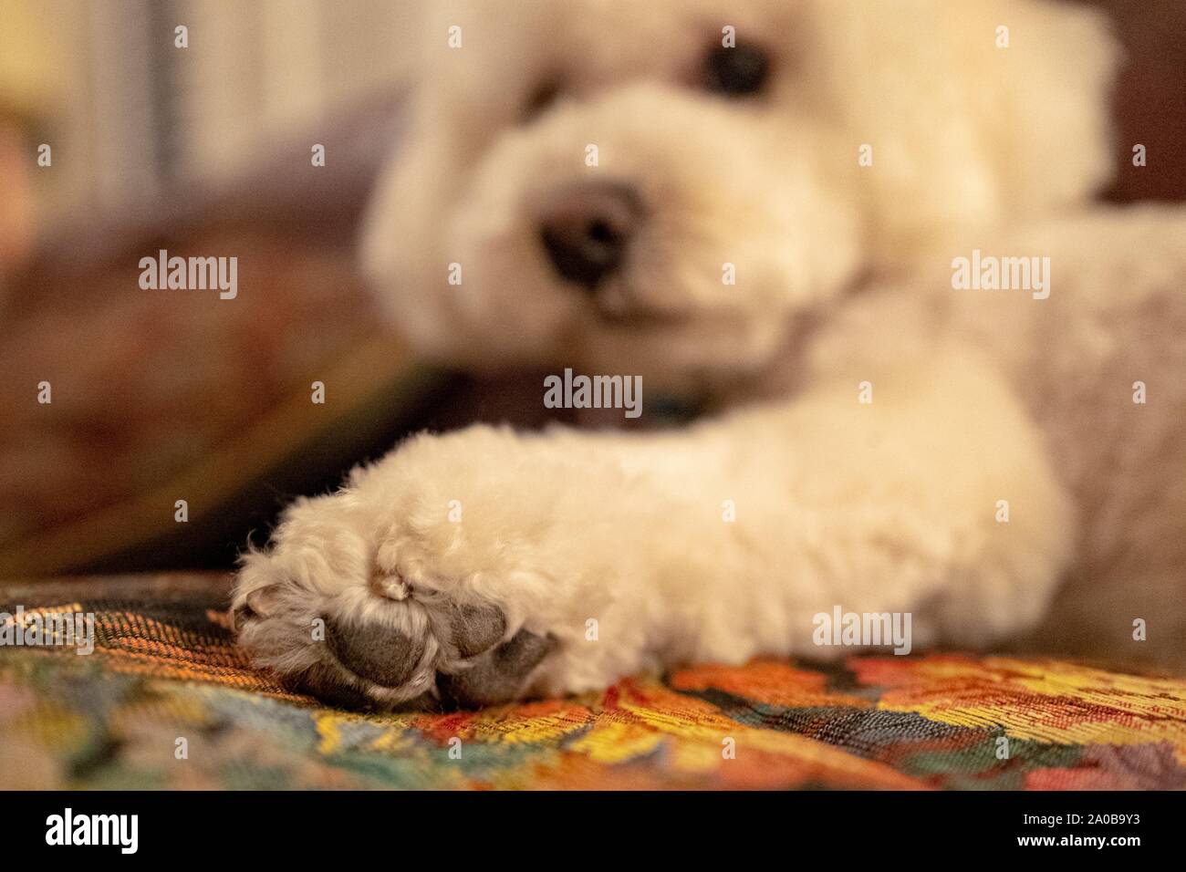 Close Up Toy Poodle Puppy High Resolution Stock Photography and Images ...