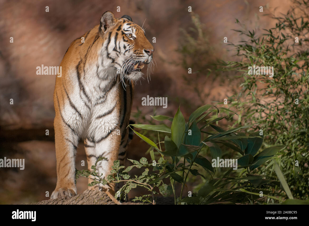Beautiful tiger standing in the evening sunlight Stock Photo - Alamy