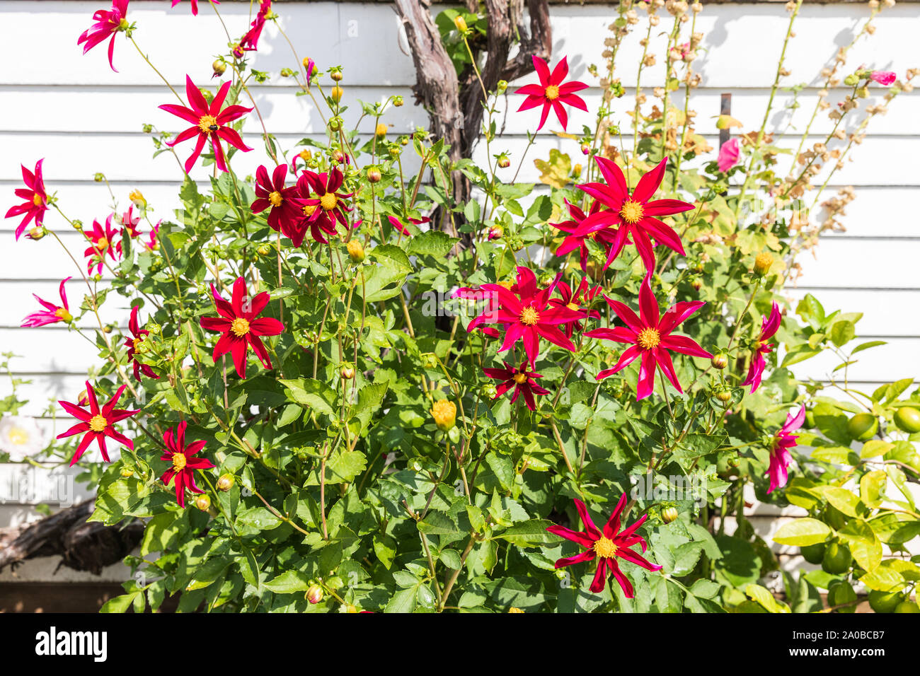 USA, Washington State, Fort Vancouver National Historic Site. The ...