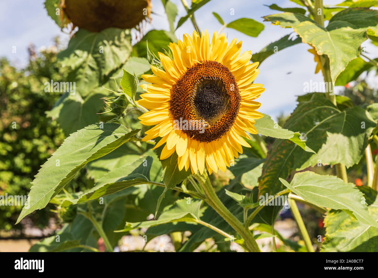 USA, Washington State, Fort Vancouver National Historic Site. Sunflower ...