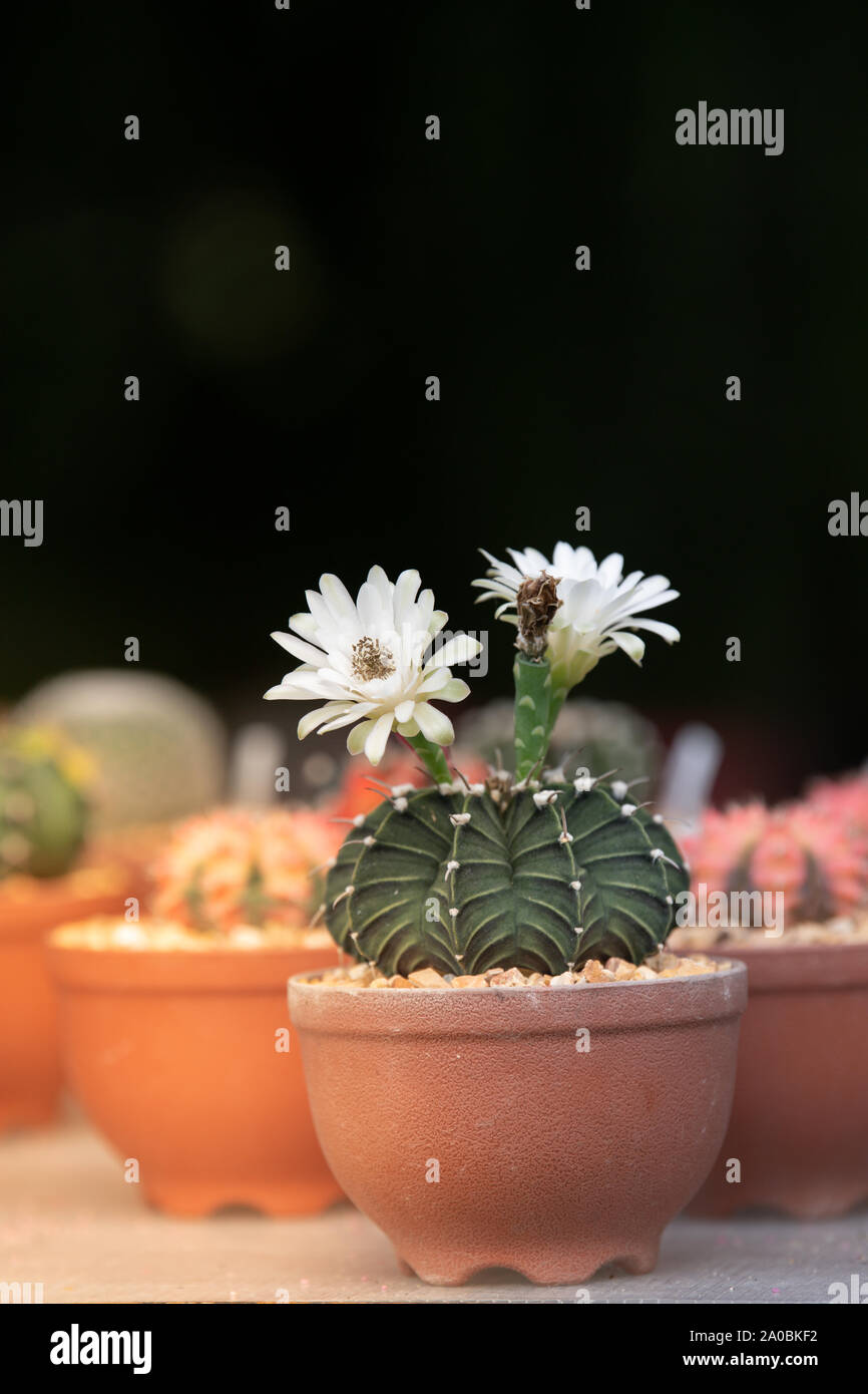 Radiation flower hi-res stock photography and images - Alamy