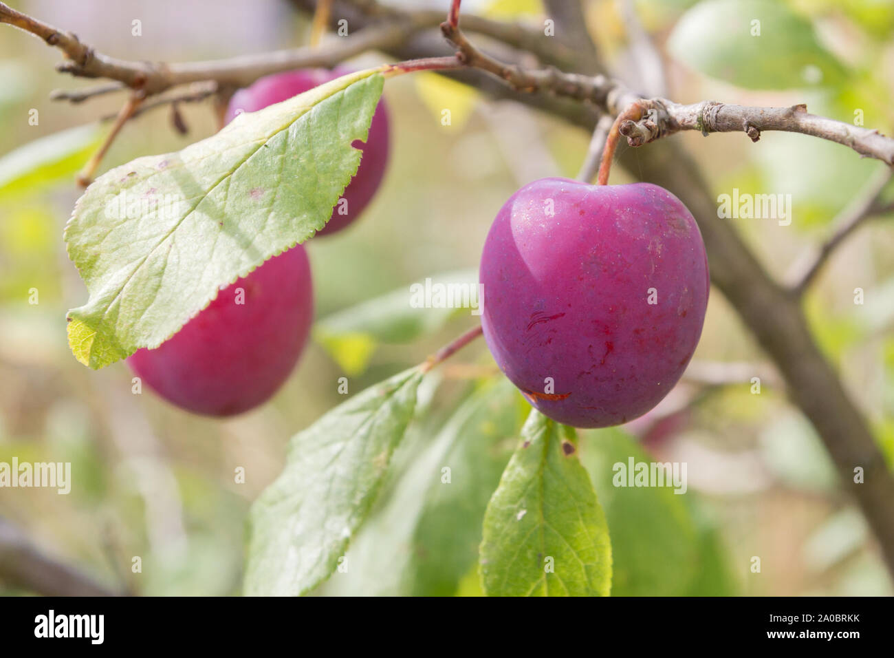 A ripe plum hangs on a tree in early autumn Stock Photo - Alamy