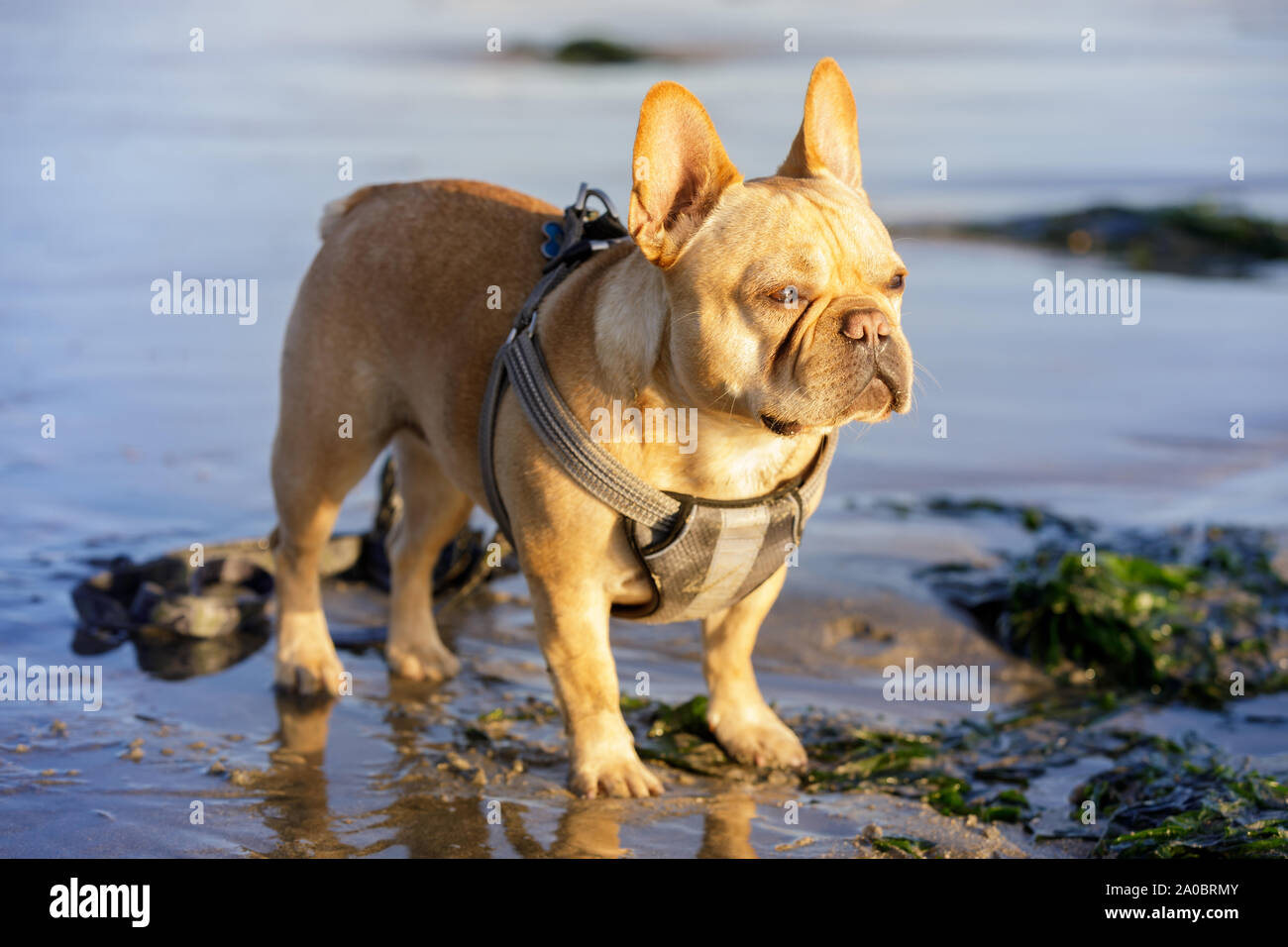 Young Frenchie standing at the beach Stock Photo - Alamy
