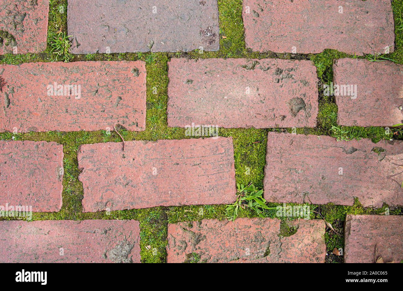 Grass between bricks hi-res stock photography and images - Alamy