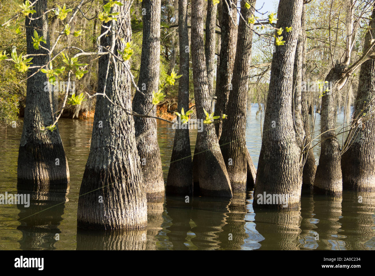 Swamp waterscape hi-res stock photography and images - Alamy