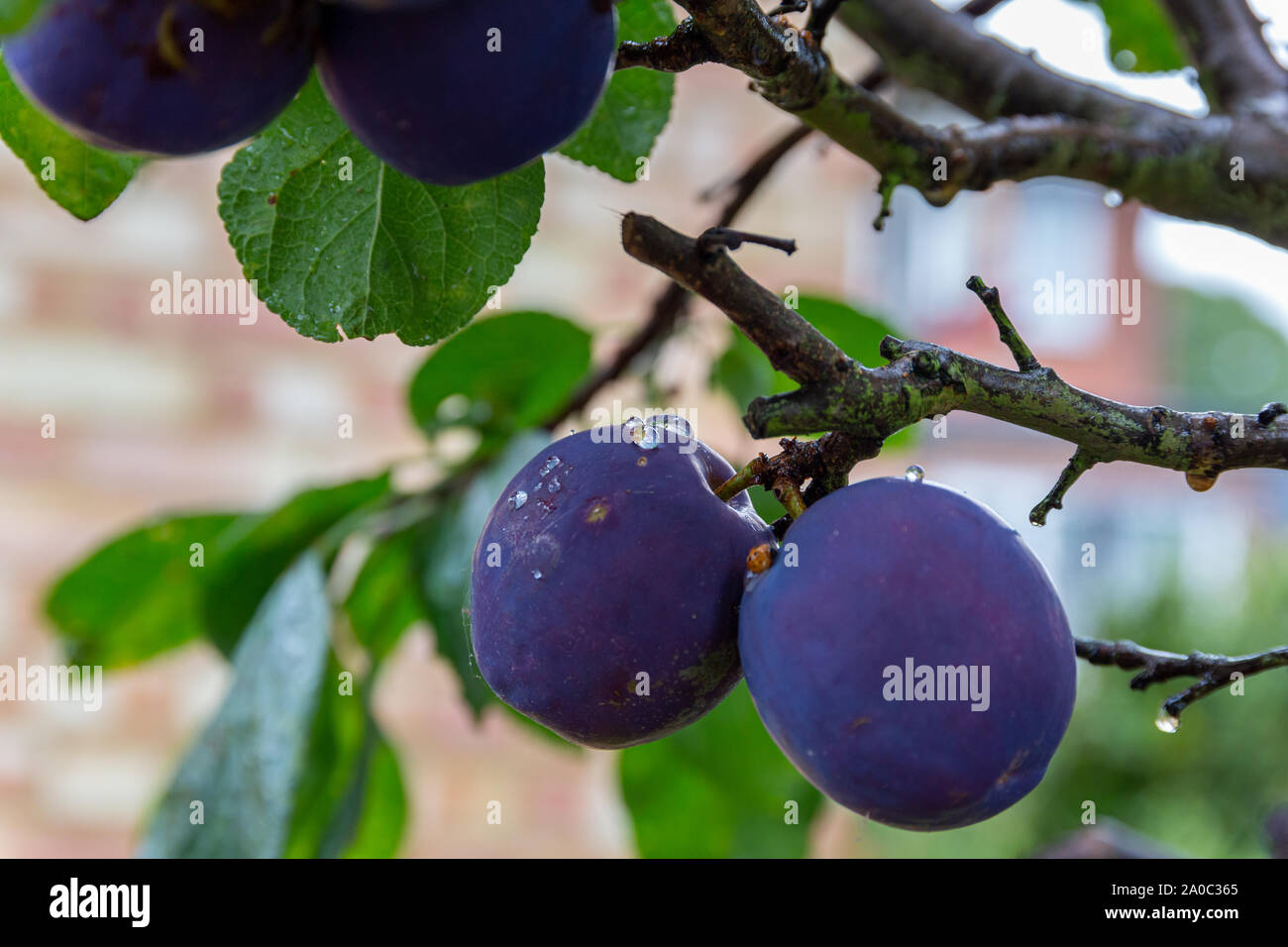 Damson on tree hi-res stock photography and images - Alamy