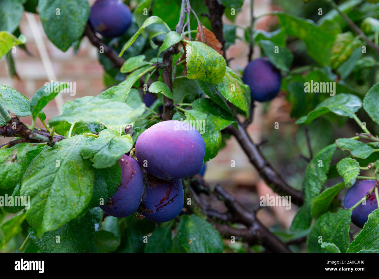 Damson On Tree High Resolution Stock Photography and Images - Alamy