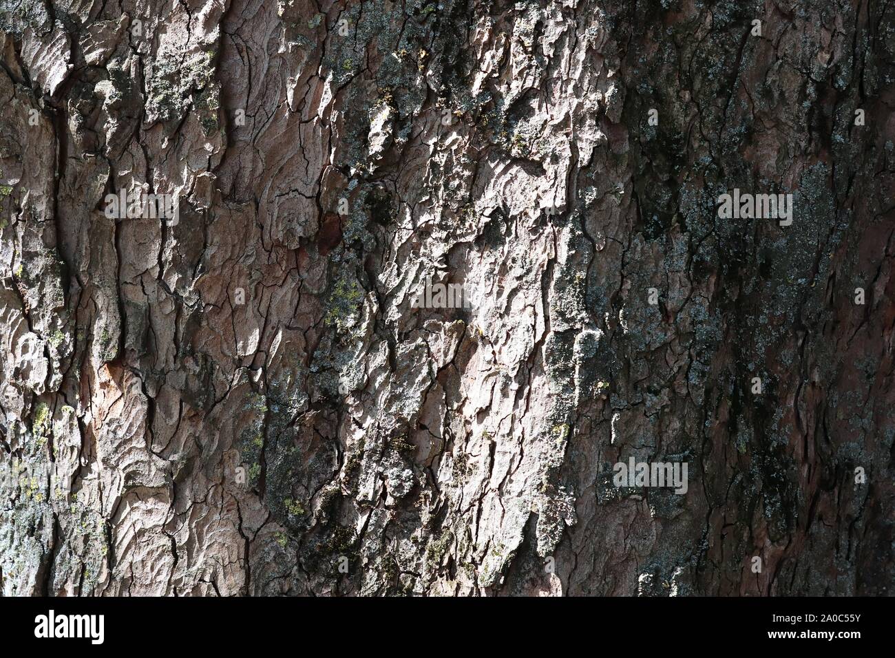 Close up view on very detailed tree bark texture in high resolution ...