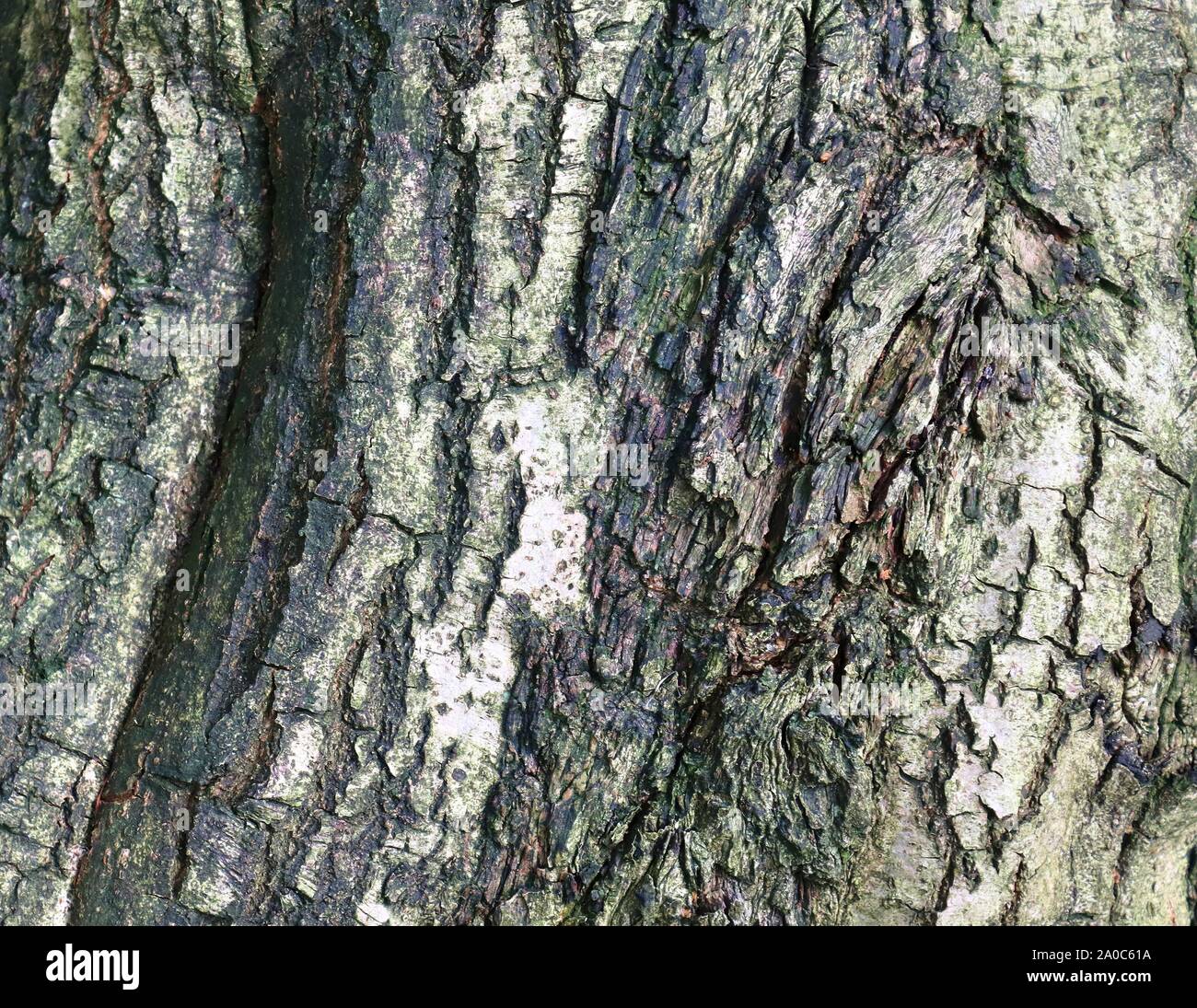 Close up view on very detailed tree bark texture in high resolution ...
