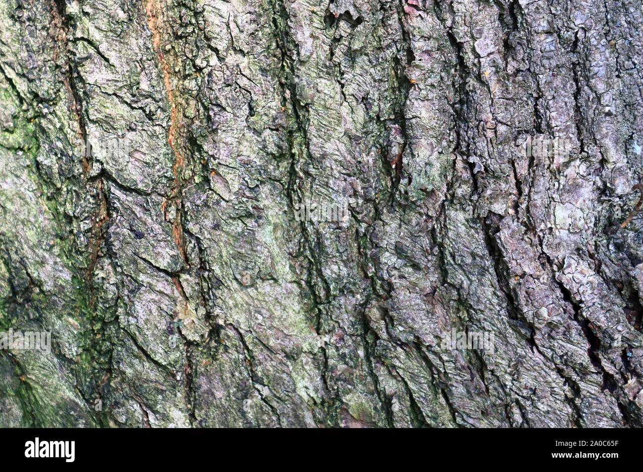 Close up view on very detailed tree bark texture in high resolution ...