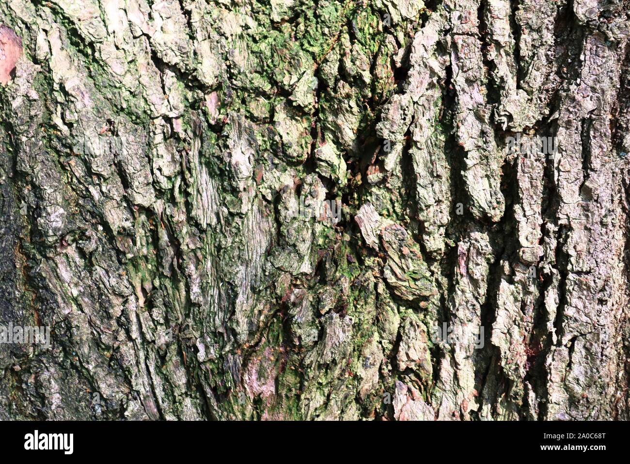 Close up view on very detailed tree bark texture in high resolution ...