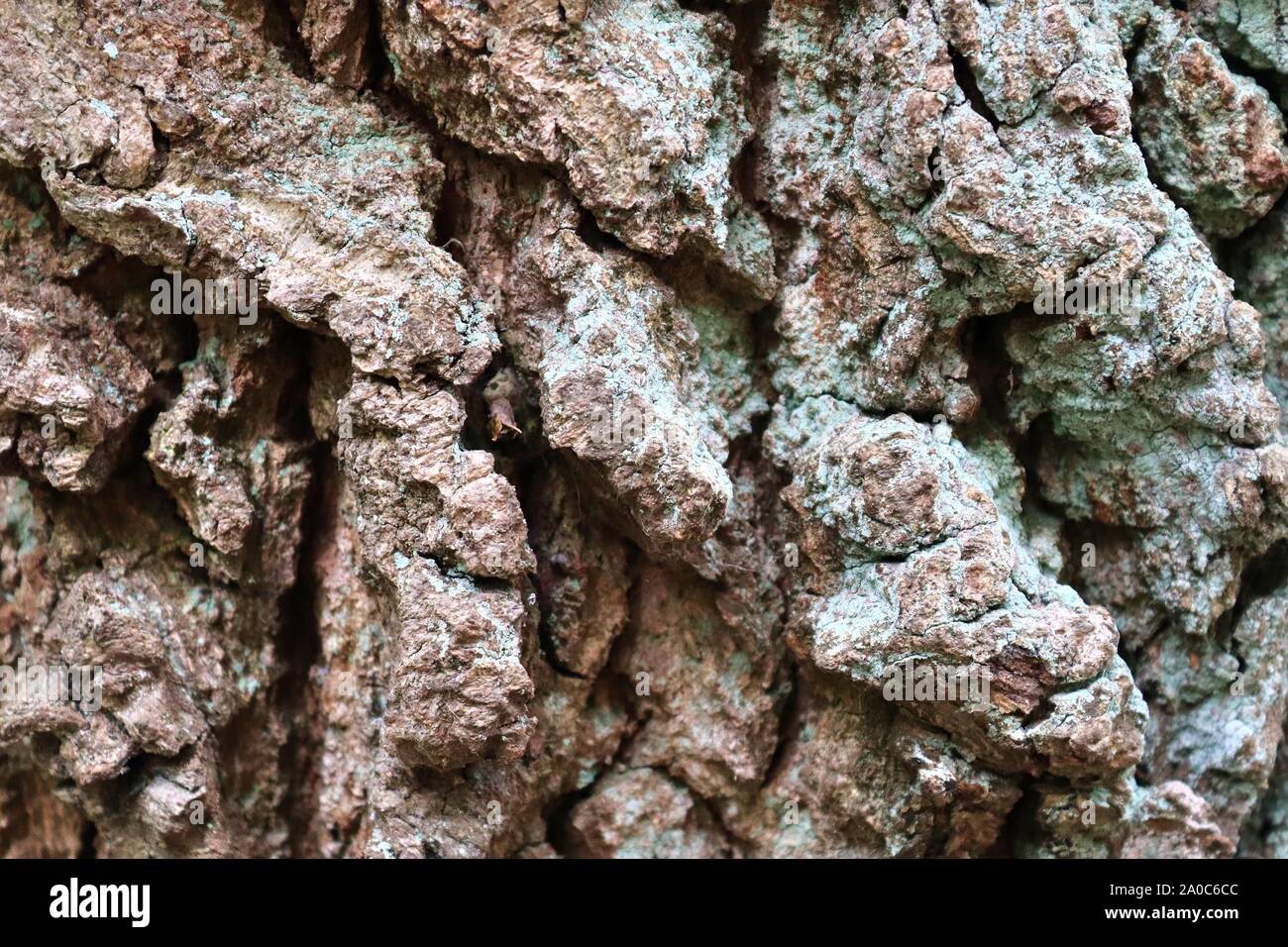 Close up view on very detailed tree bark texture in high resolution ...