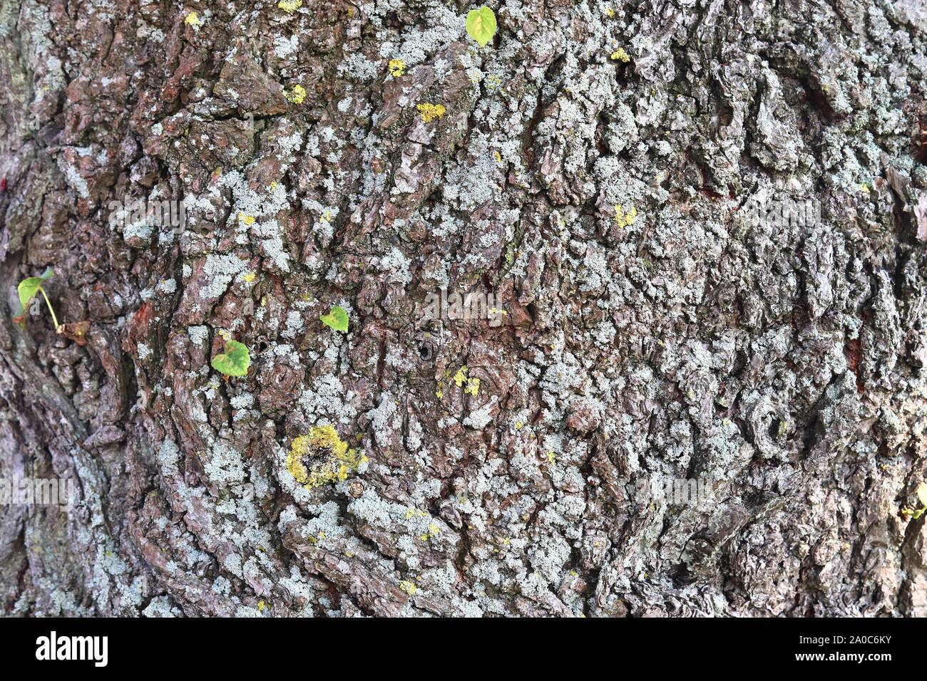Close up view on very detailed tree bark texture in high resolution ...