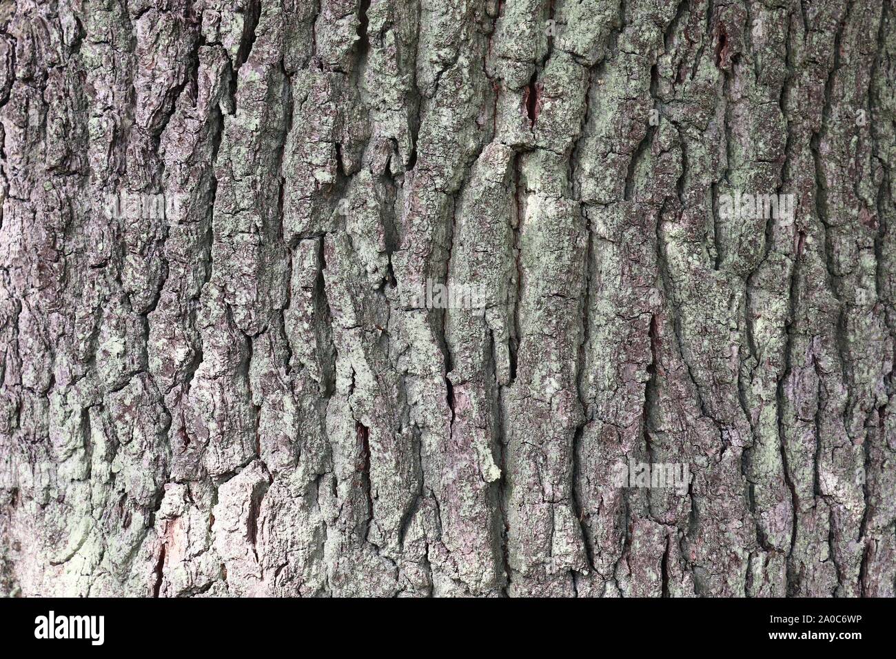 Close up view on very detailed tree bark texture in high resolution ...