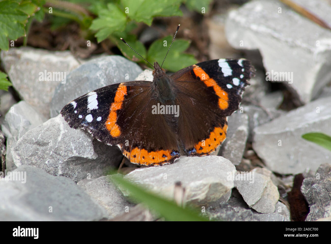 The red admirable hi-res stock photography and images - Alamy
