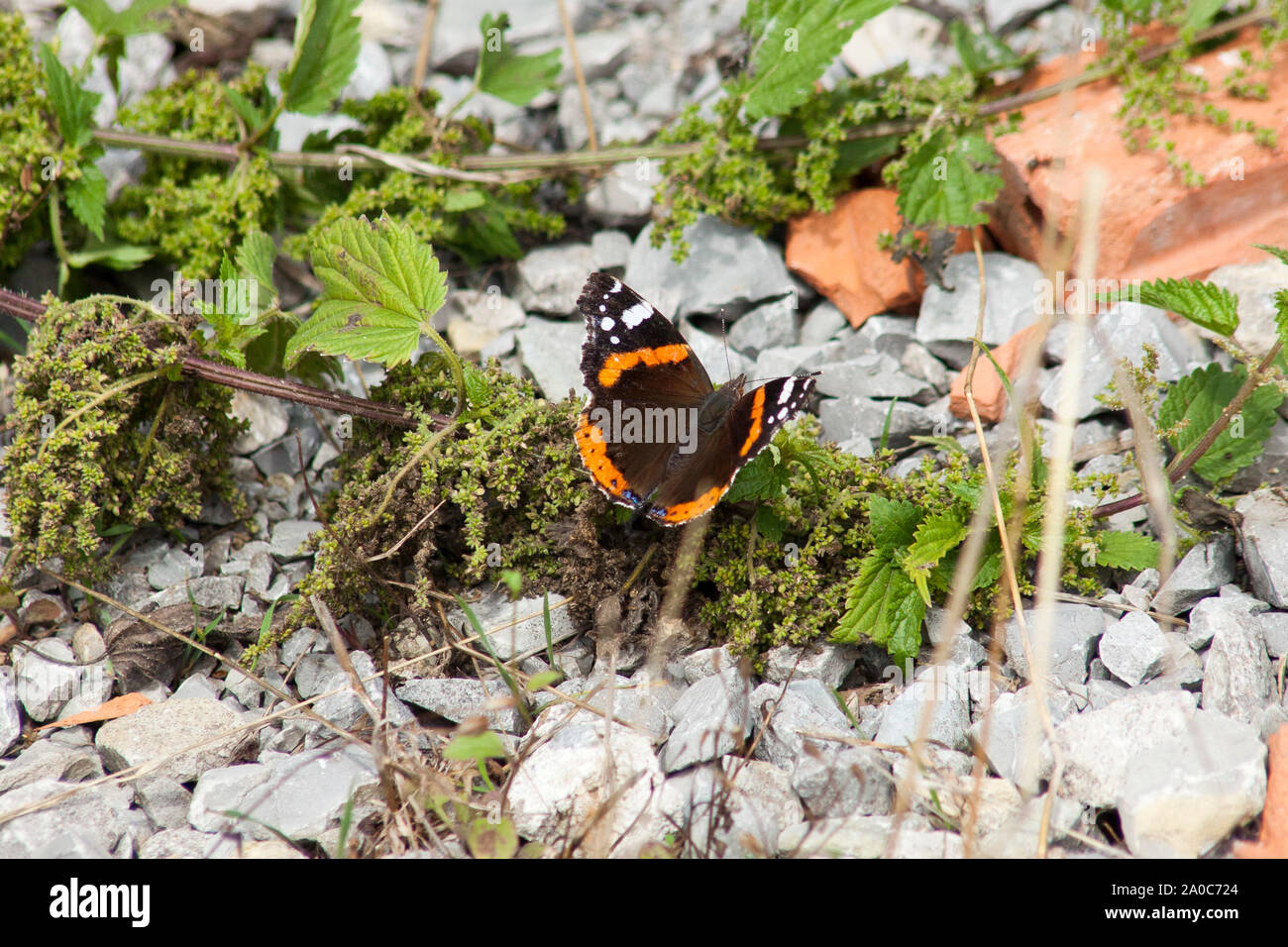 Red admirable hi-res stock photography and images - Alamy