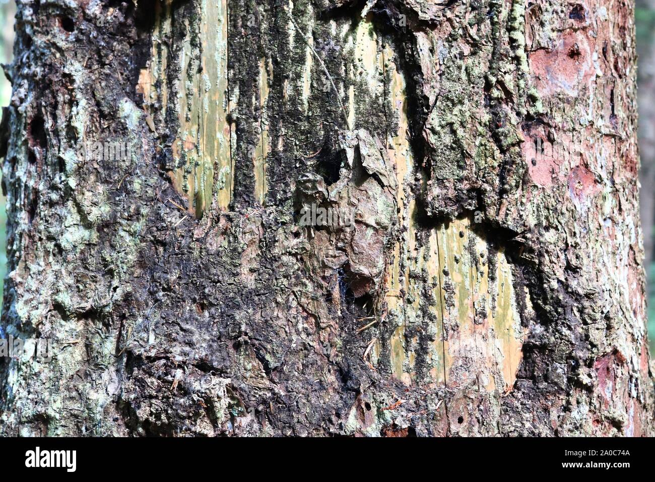 Close up view on very detailed tree bark texture in high resolution ...